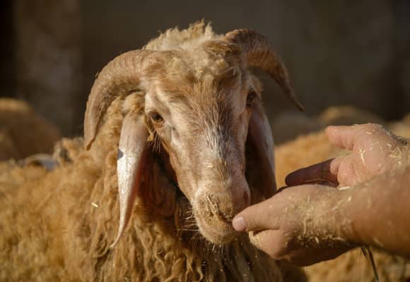 Donation for Qurbani/Udhiyah | Qurbani For Eid | IRUSA